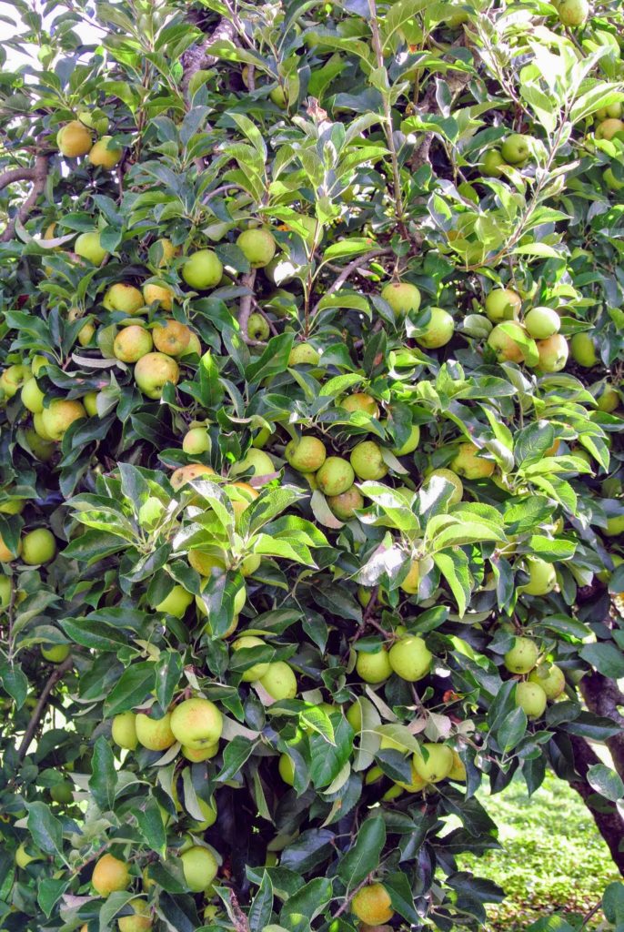 The Many Apple Trees at My Farm - The Martha Stewart Blog