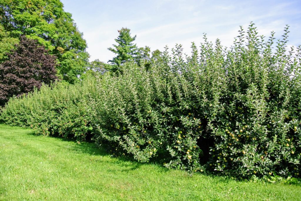 The Many Apple Trees at My Farm - The Martha Stewart Blog