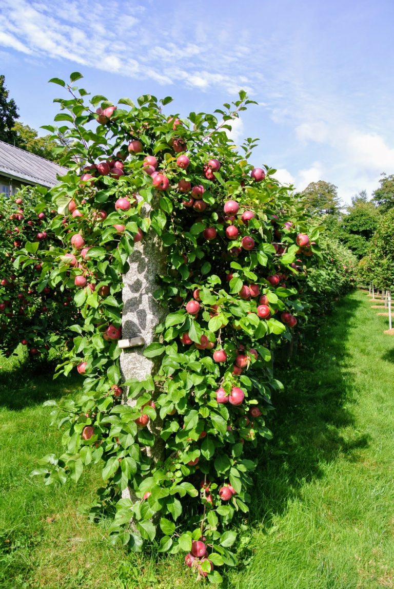 The Many Apple Trees at My Farm - The Martha Stewart Blog