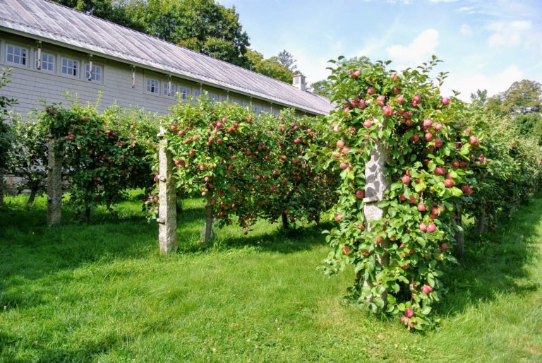 The Many Apple Trees at My Farm - The Martha Stewart Blog