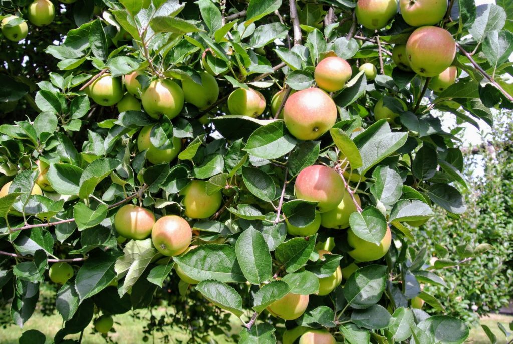The Many Apple Trees at My Farm - The Martha Stewart Blog
