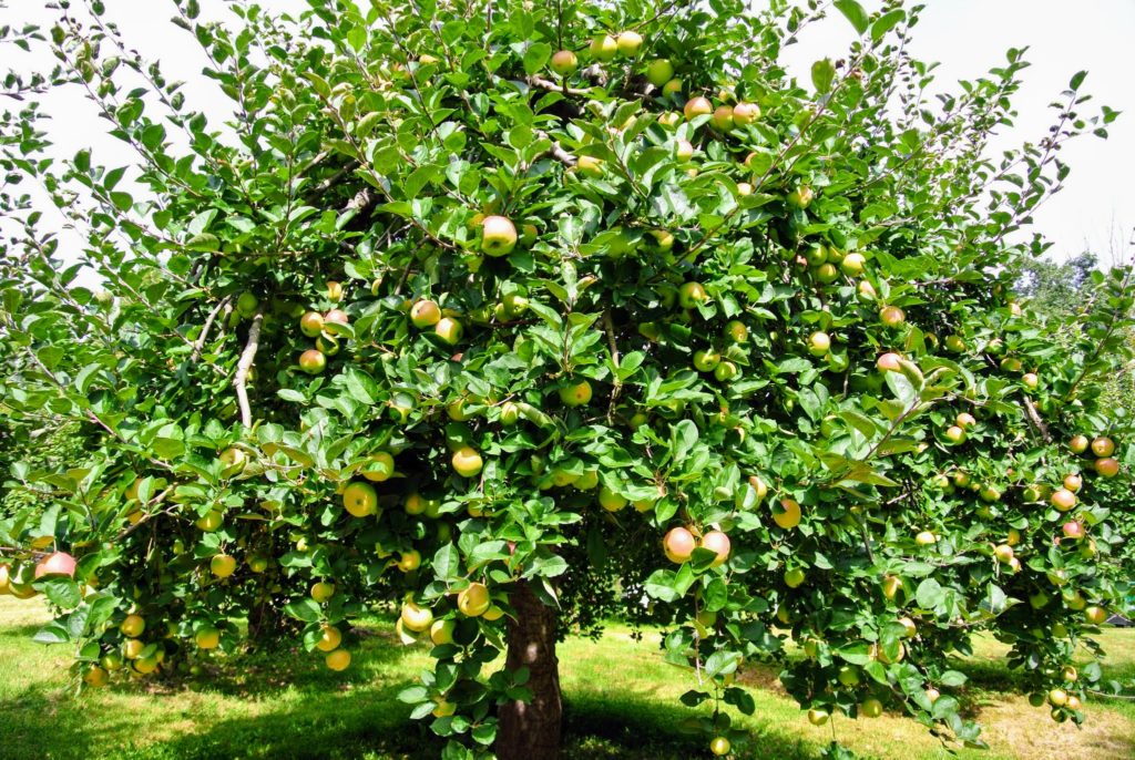 The Many Apple Trees at My Farm - The Martha Stewart Blog