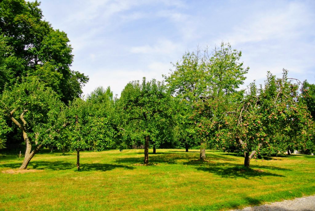 The Many Apple Trees at My Farm - The Martha Stewart Blog