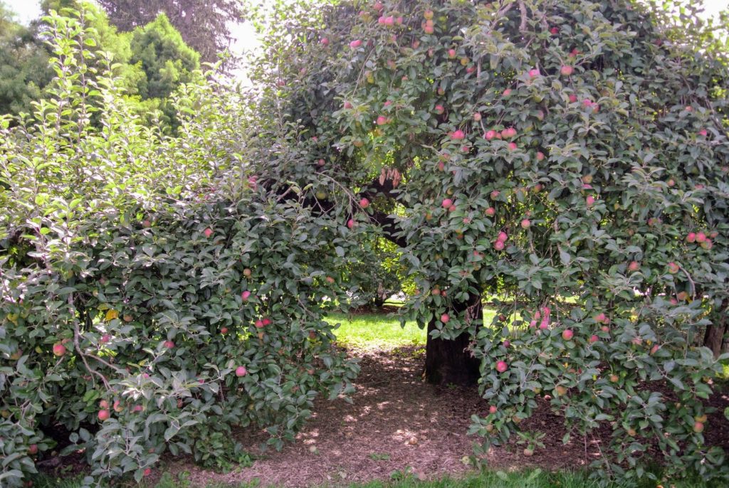 The Many Apple Trees at My Farm - The Martha Stewart Blog