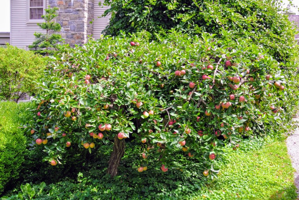 The Many Apple Trees at My Farm - The Martha Stewart Blog