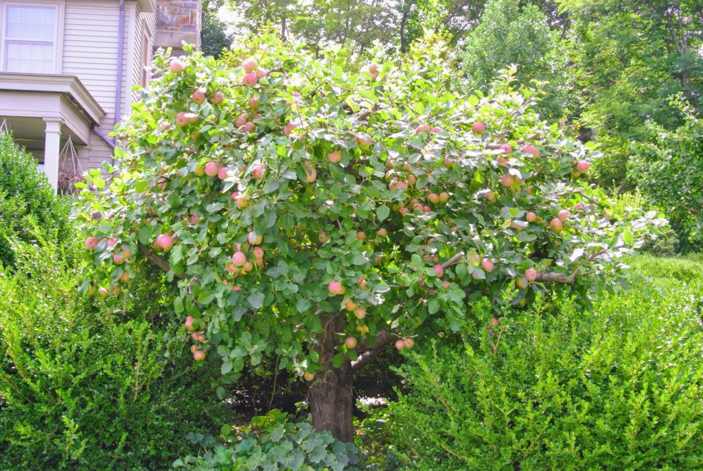 The Many Apple Trees at My Farm - The Martha Stewart Blog