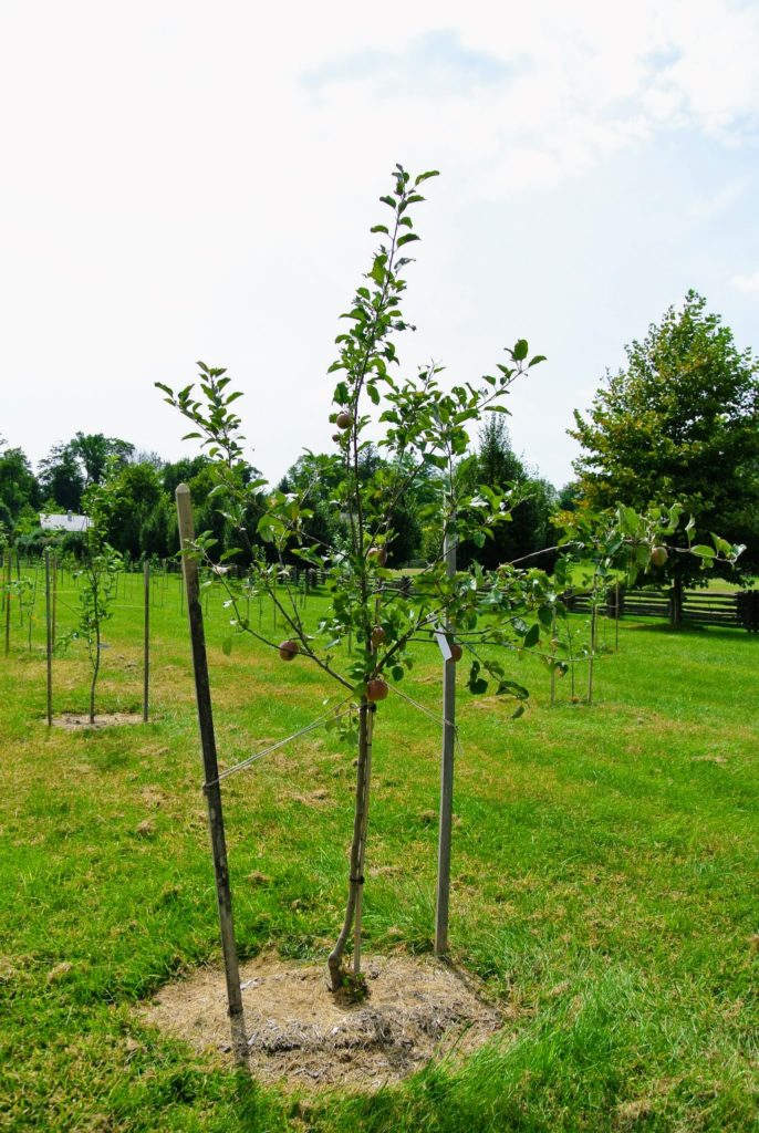 The Many Apple Trees at My Farm - The Martha Stewart Blog