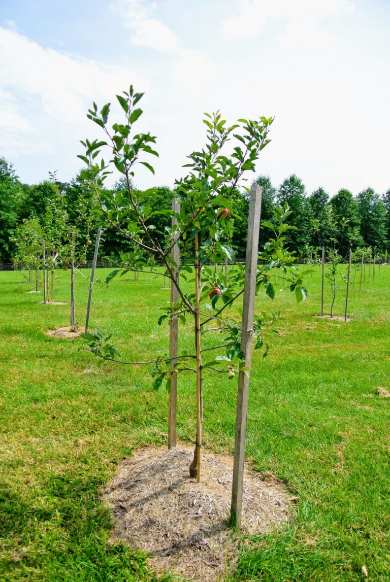 The Many Apple Trees at My Farm - The Martha Stewart Blog