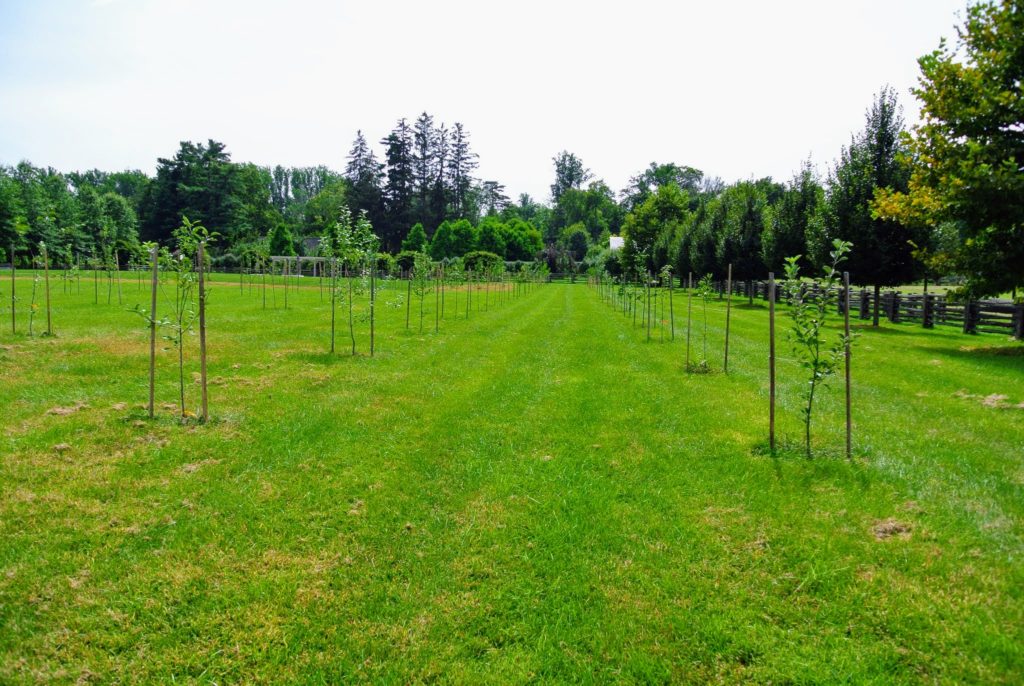 The Many Apple Trees at My Farm - The Martha Stewart Blog