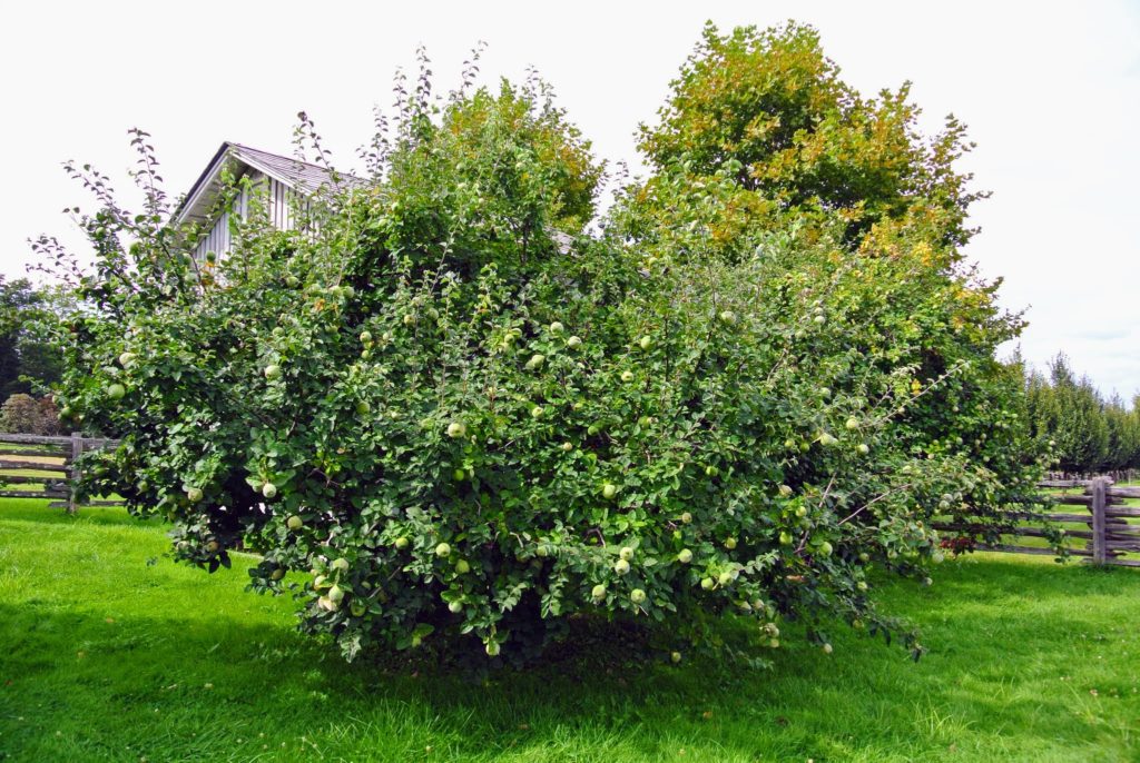 The Many Apple Trees at My Farm - The Martha Stewart Blog