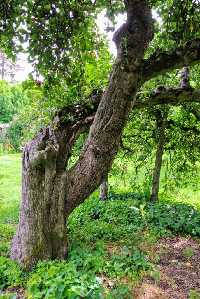 The Many Apple Trees at My Farm - The Martha Stewart Blog