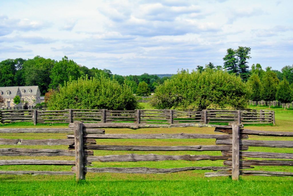 The Many Apple Trees at My Farm - The Martha Stewart Blog