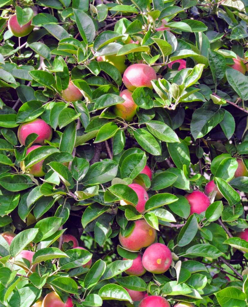 The Many Apple Trees at My Farm - The Martha Stewart Blog