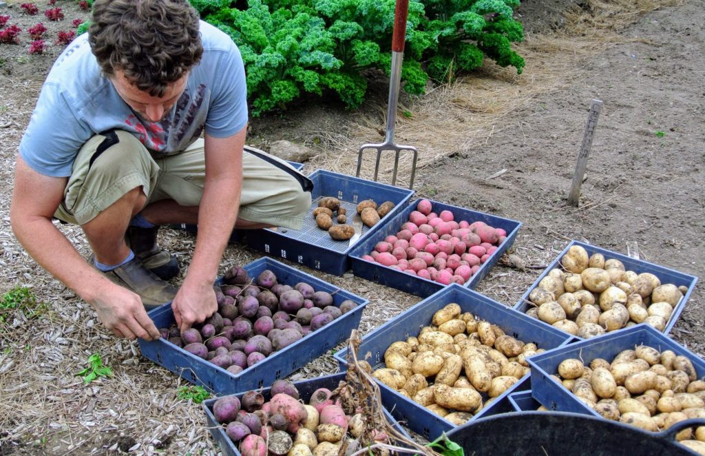 Picking Potatoes at the Farm - The Martha Stewart Blog