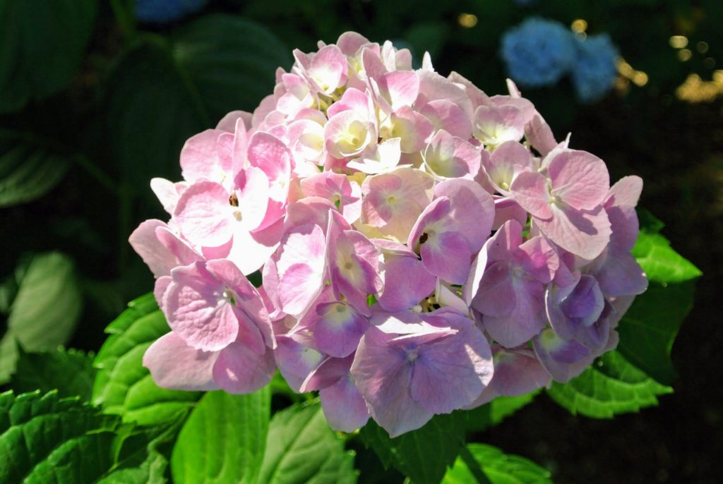 My Blooming Hydrangeas - The Martha Stewart Blog