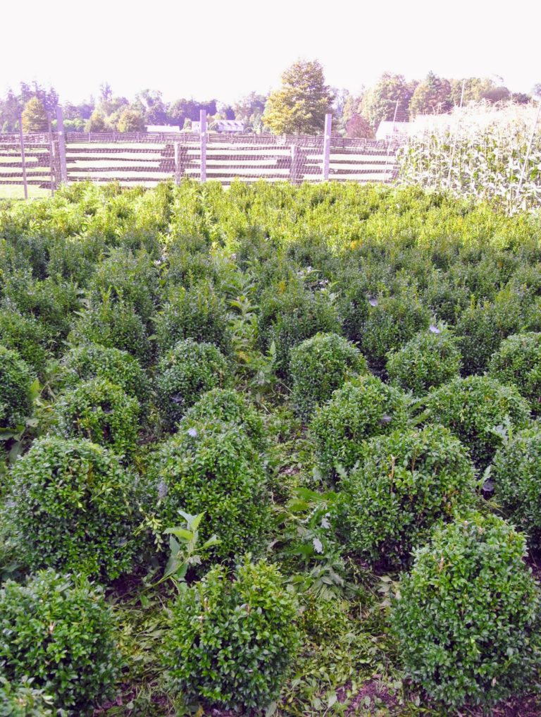 My New Boxwood Border - The Martha Stewart Blog