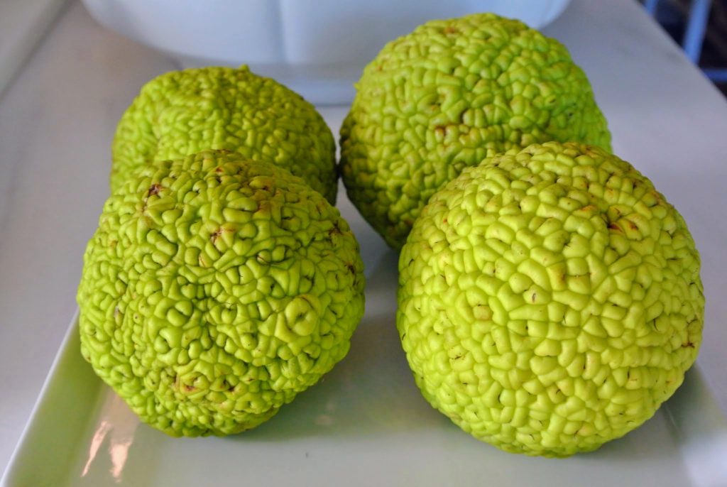 The Osage Oranges at My Farm - The Martha Stewart Blog