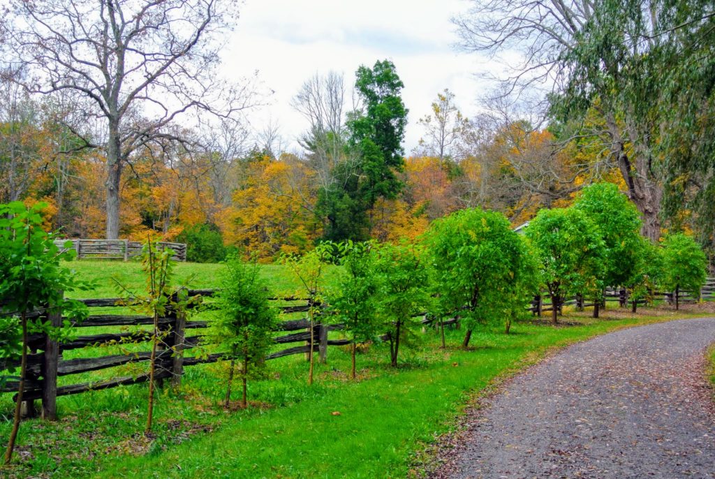 The Martha Stewart Blog : Blog Archive The Osage Oranges at My Farm ...