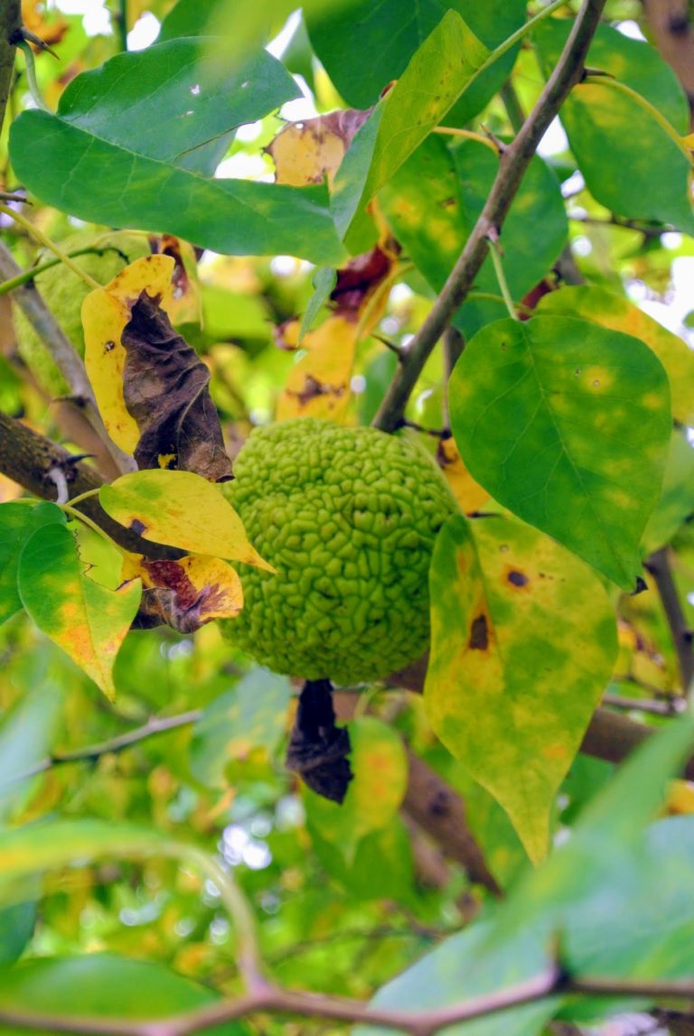 The Osage Oranges at My Farm - The Martha Stewart Blog