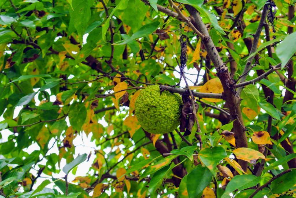 The Osage Oranges at My Farm - The Martha Stewart Blog