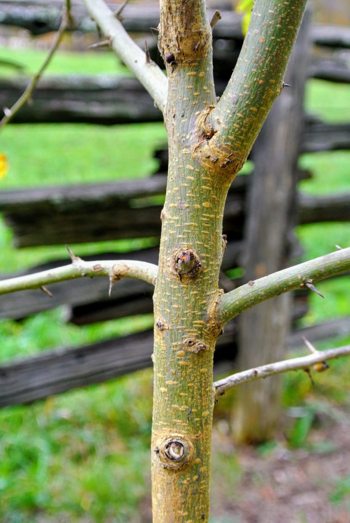 The Martha Stewart Blog : Blog Archive The Osage Oranges at My Farm ...