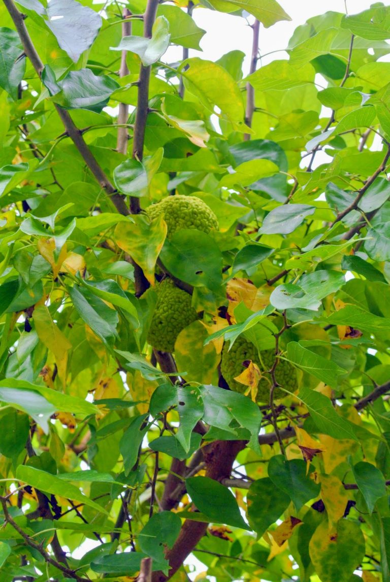 The Osage Oranges at My Farm - The Martha Stewart Blog