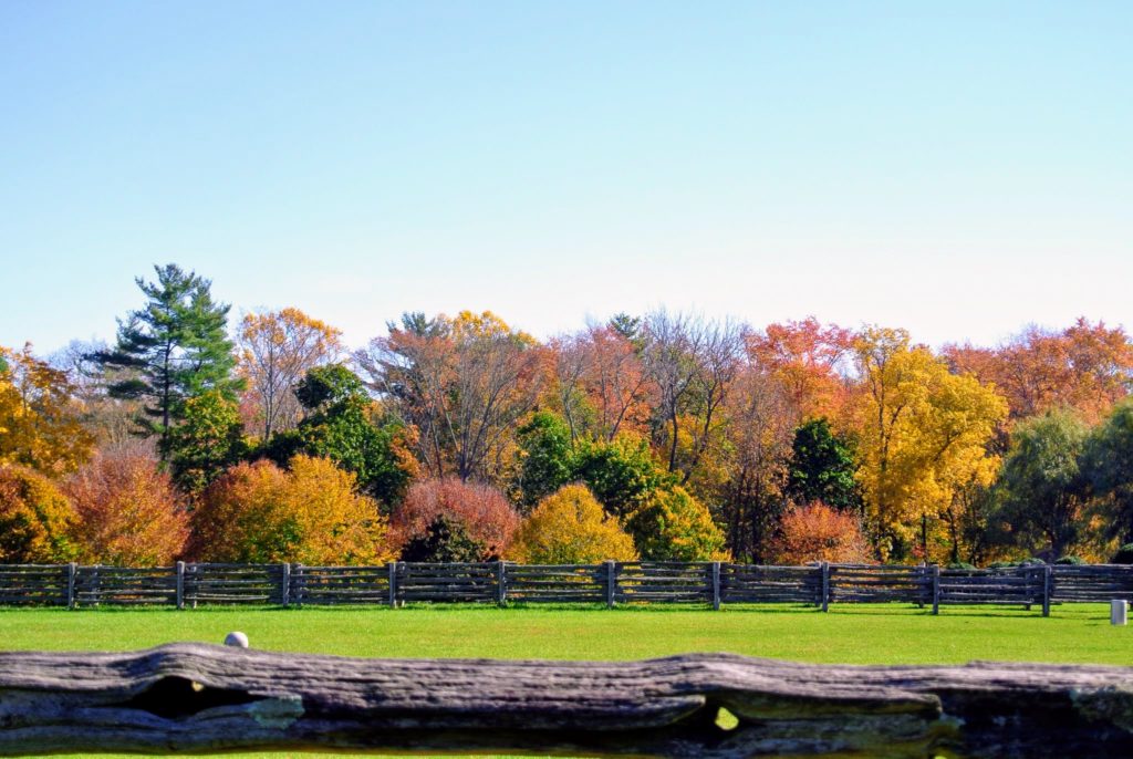 Autumn Foliage at My Farm - The Martha Stewart Blog