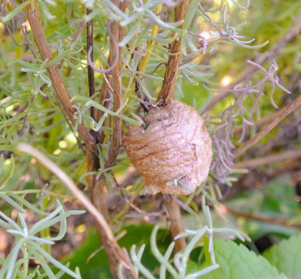 The Praying Mantises in My Flower Garden - The Martha Stewart Blog