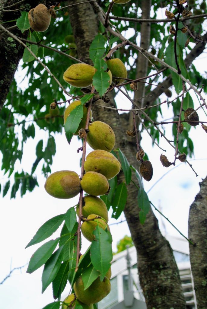 Harvesting Almonds - The Martha Stewart Blog