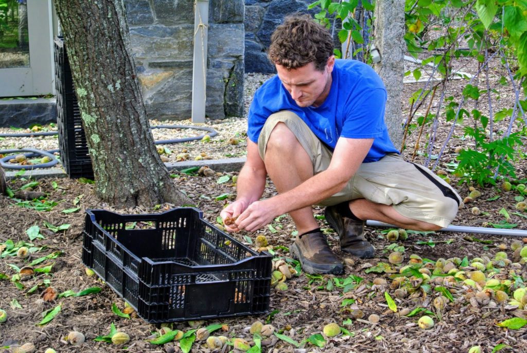 The Martha Stewart Blog : Blog Archive Harvesting Almonds - The Martha ...