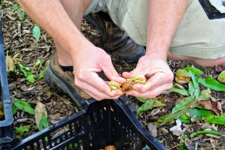 Harvesting Almonds - The Martha Stewart Blog