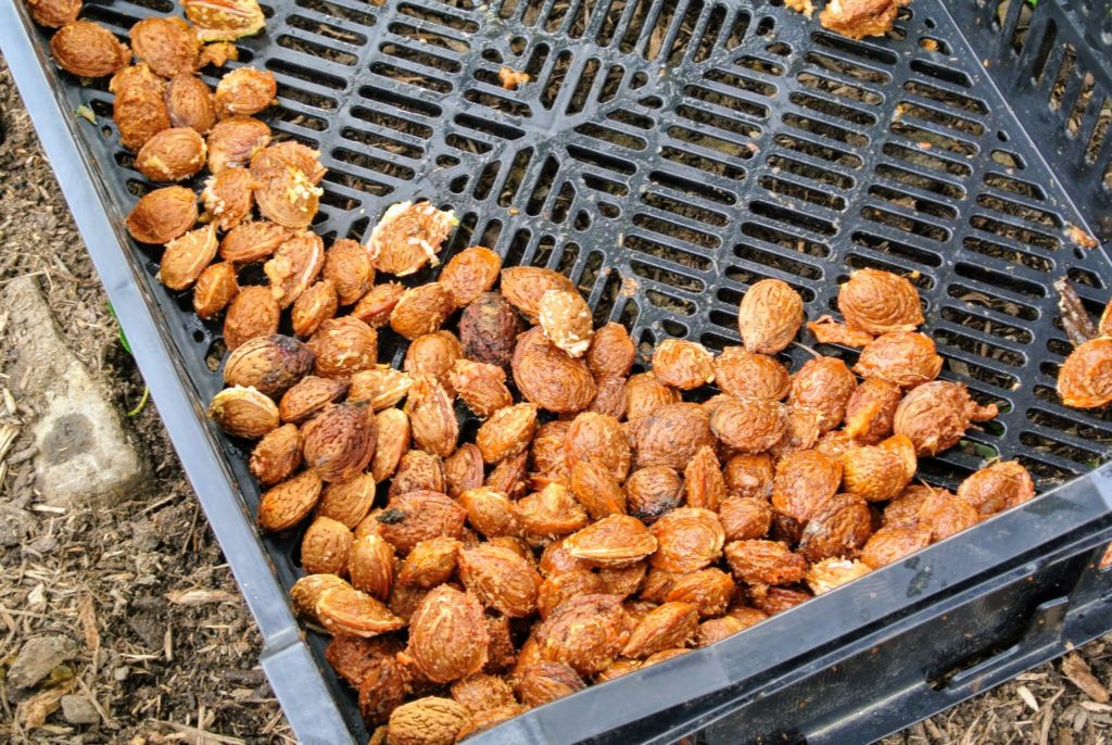 Harvesting Almonds - The Martha Stewart Blog