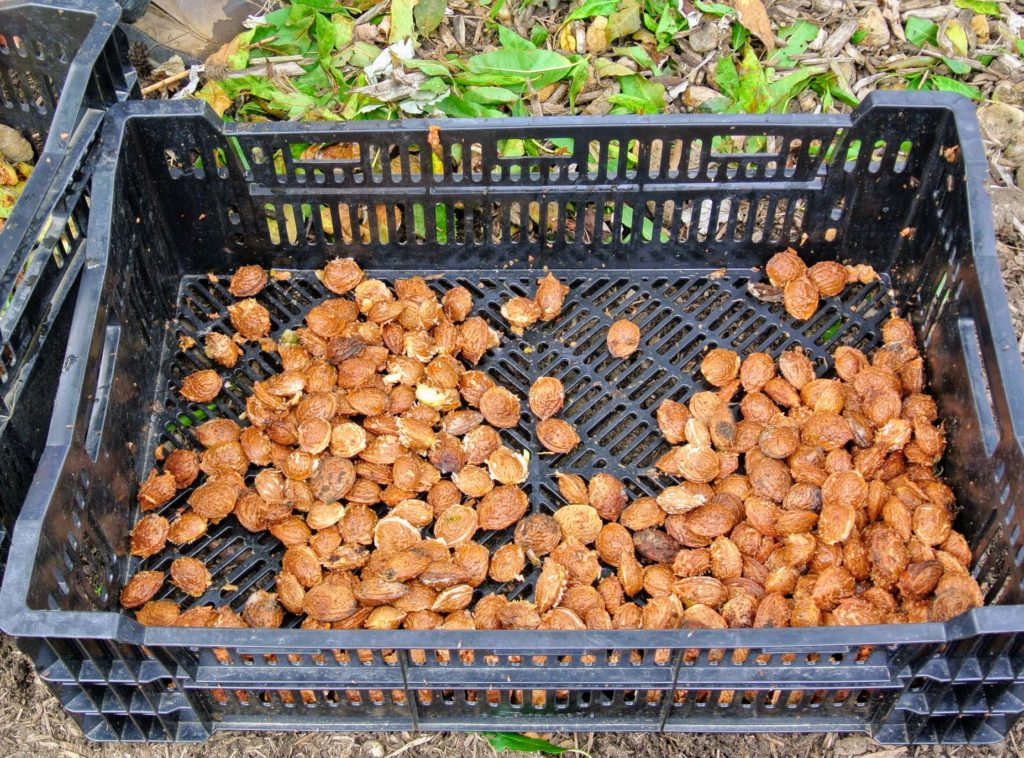 Harvesting Almonds - The Martha Stewart Blog