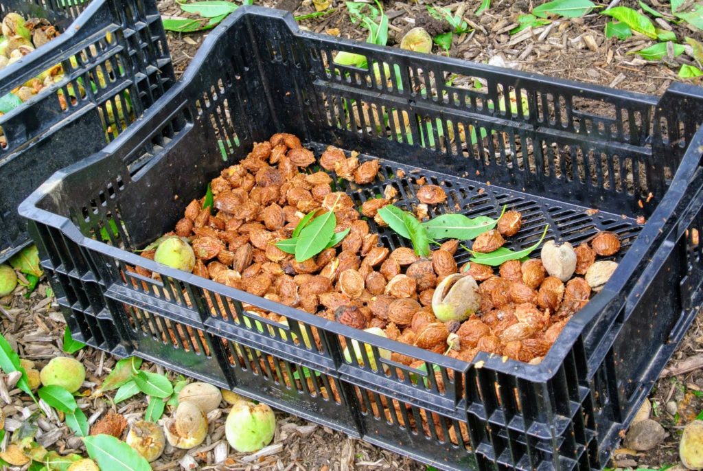 Harvesting Almonds - The Martha Stewart Blog