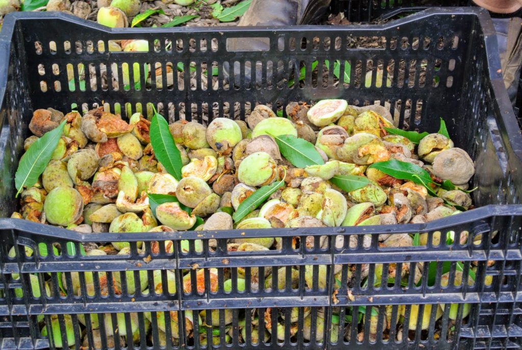 Harvesting Almonds - The Martha Stewart Blog