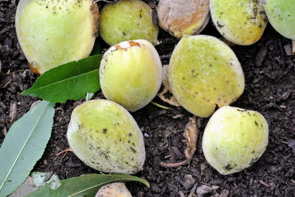 Harvesting Almonds - The Martha Stewart Blog