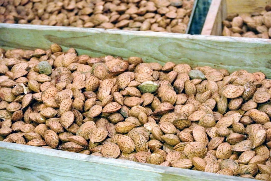 Harvesting Almonds - The Martha Stewart Blog