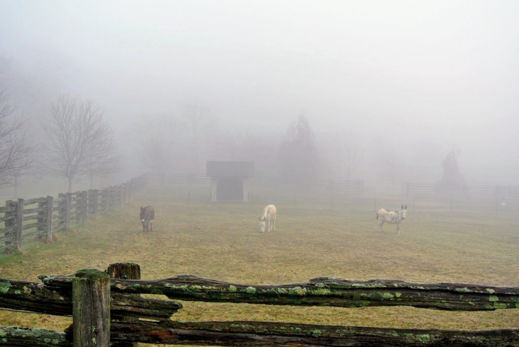 Early Morning Fog at the Farm - The Martha Stewart Blog