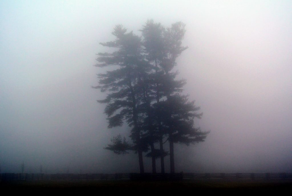 Early Morning Fog at the Farm - The Martha Stewart Blog