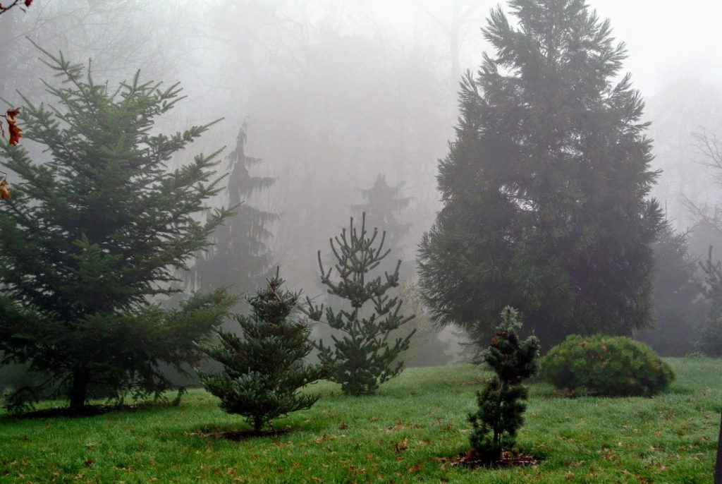The Martha Stewart Blog : Blog Archive Early Morning Fog at the Farm ...