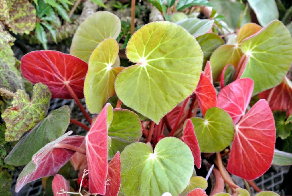 The Begonias in My Greenhouse - The Martha Stewart Blog