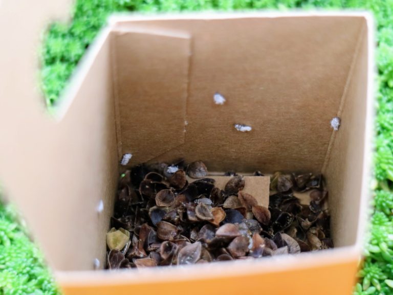 Using Beneficial Insects from Koppert Biological Systems - The Martha ...