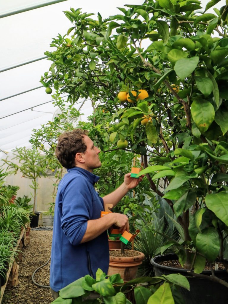 Using Beneficial Insects from Koppert Biological Systems - The Martha ...