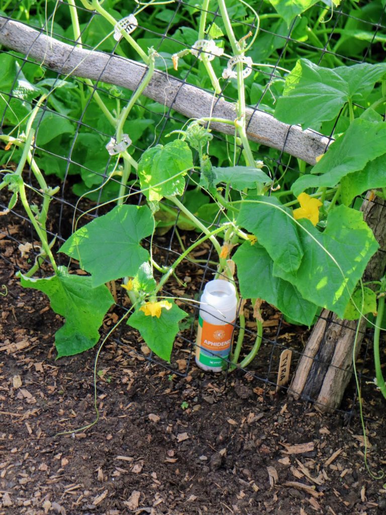 Using Beneficial Insects from Koppert Biological Systems - The Martha ...