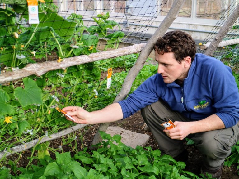 Using Beneficial Insects from Koppert Biological Systems - The Martha ...