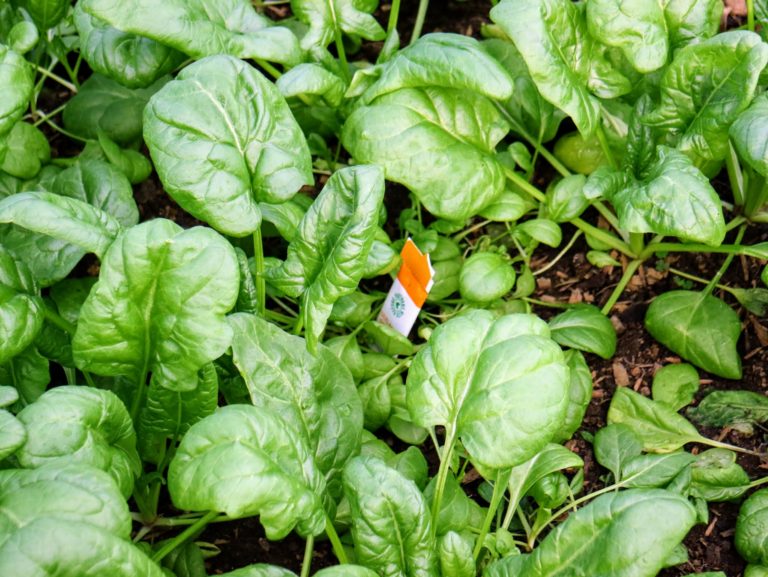 Using Beneficial Insects from Koppert Biological Systems - The Martha ...