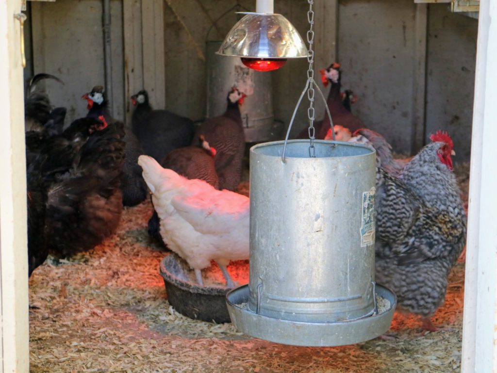 Keeping My Chickens Warm at the Farm - The Martha Stewart Blog