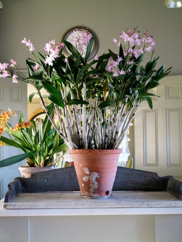 Decorating with Orchids in My Home - The Martha Stewart Blog
