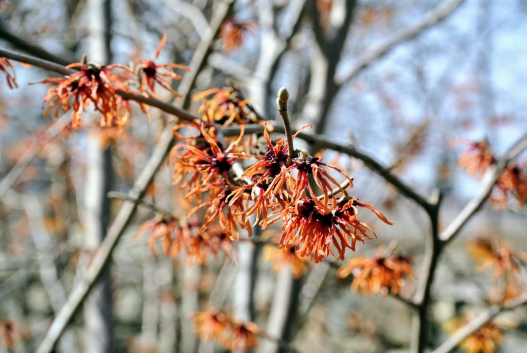 Blooming Witch Hazel - The Martha Stewart Blog