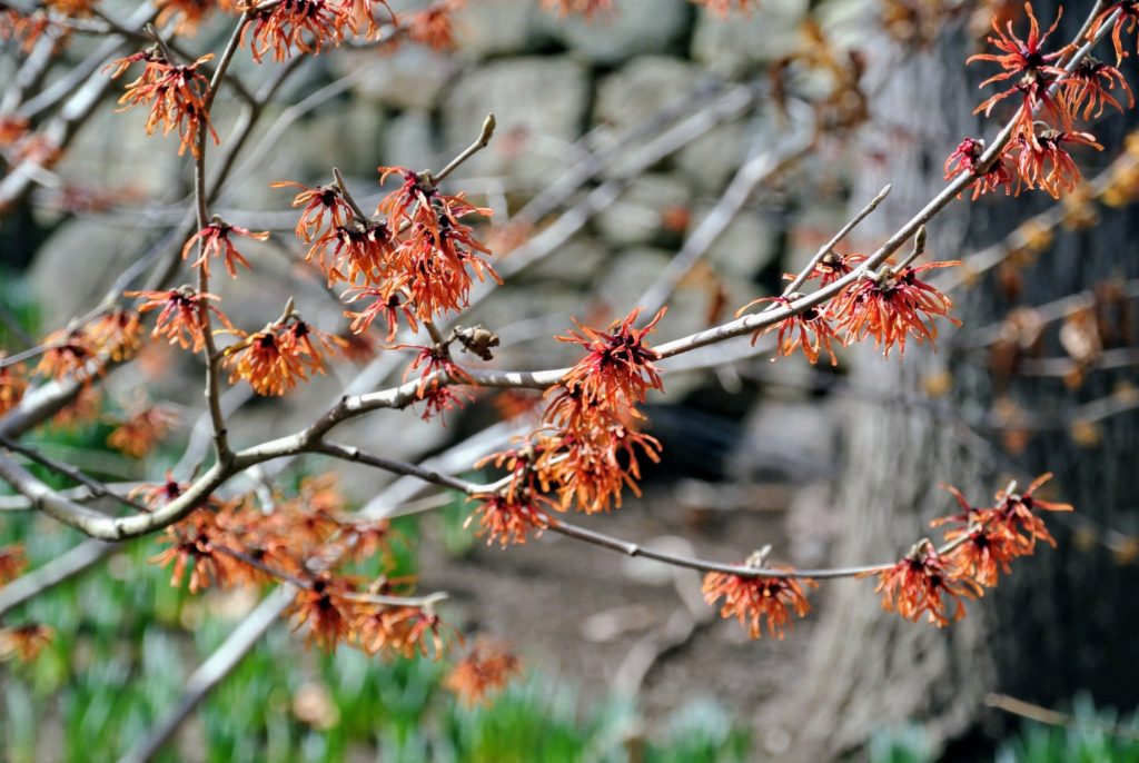 The Martha Stewart Blog : Blog Archive Blooming Witch Hazel - The ...